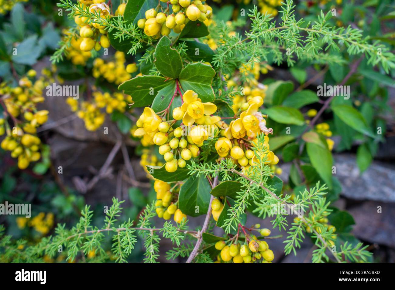 Close up shot of flowers ,seeds and leaves of Berberis darwinii, Darwin ...