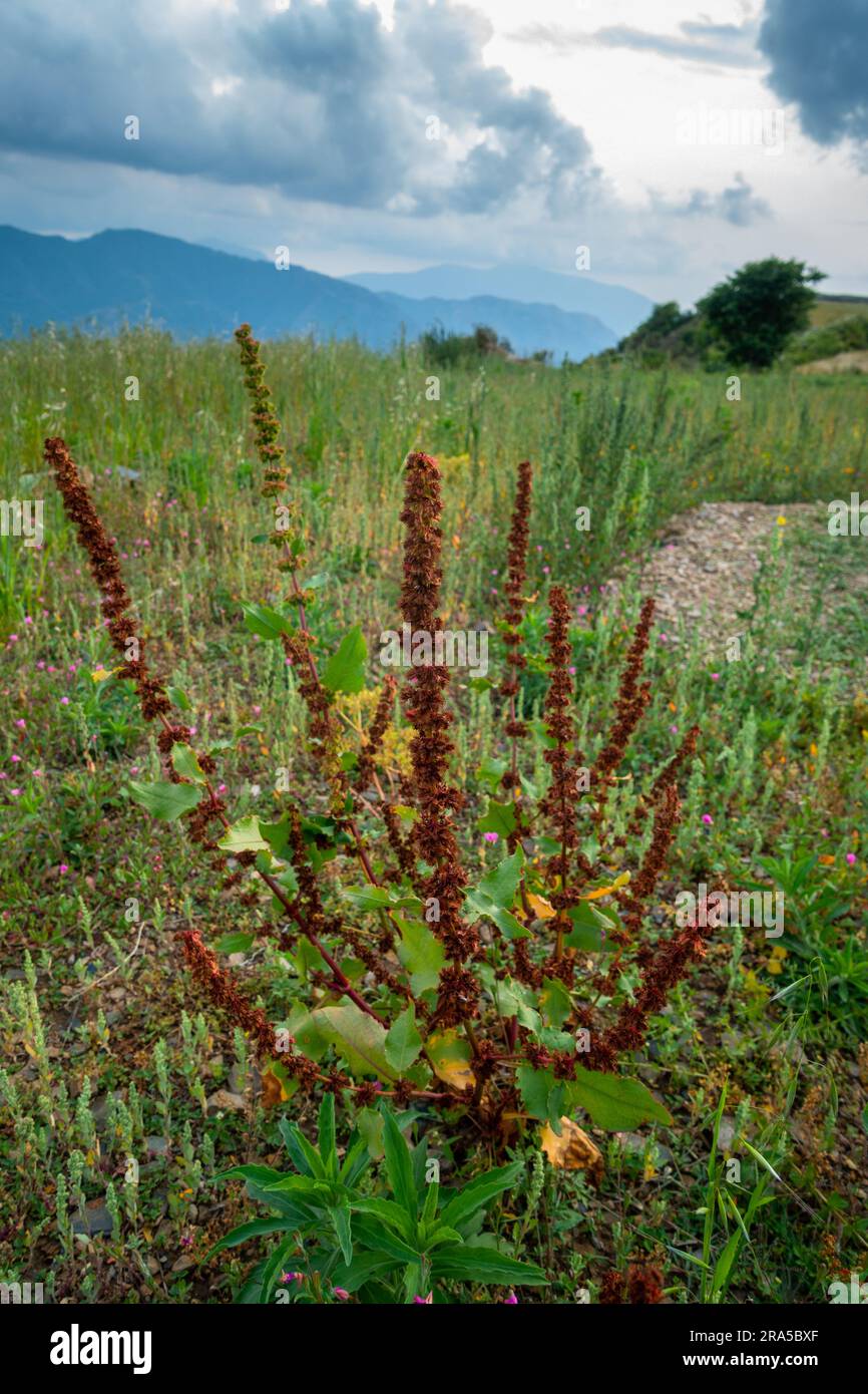 Close up shot of Rumex crispus, the curly dock plant in the hills of ...