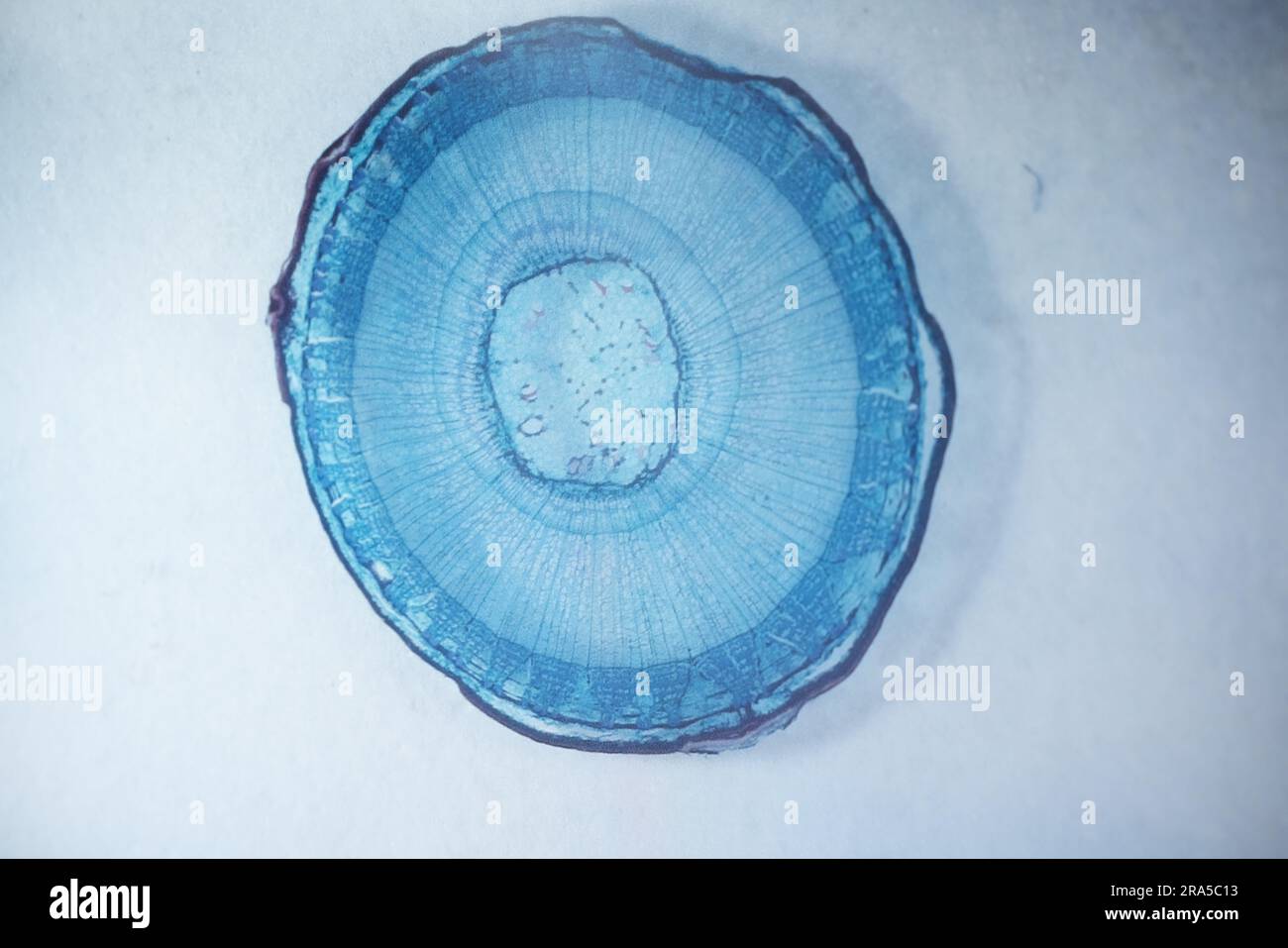 Virus molecule, closeup and lab for science, medical research or study ...