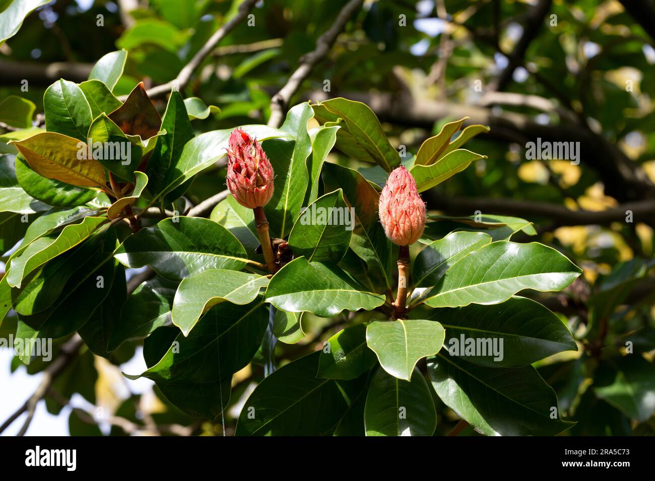 Close up of magnolia grandiflora fruit in autumn Stock Photo - Alamy