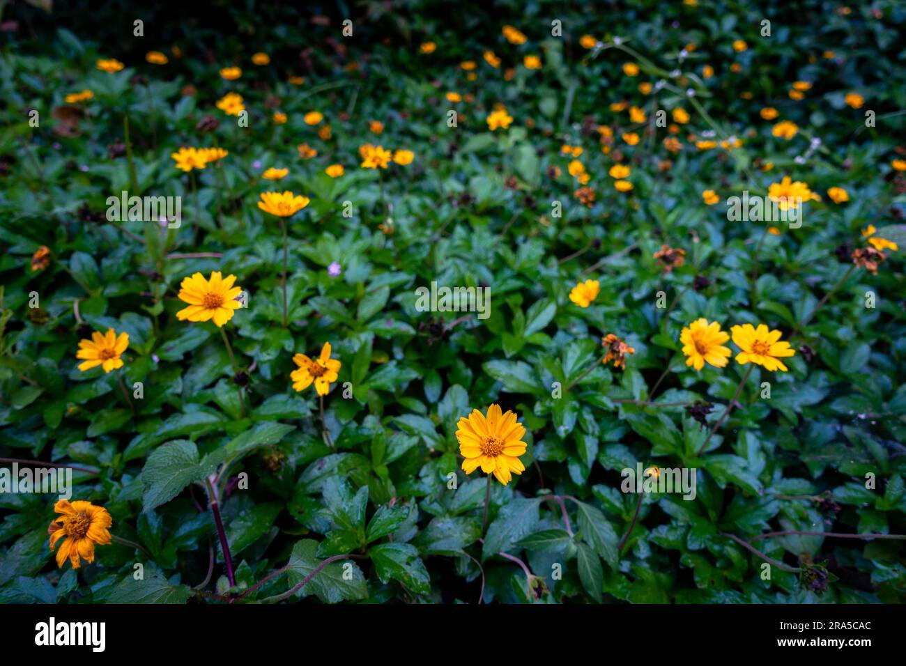 Cinematic slow motion video of wedelia, commonly known as creeping ...