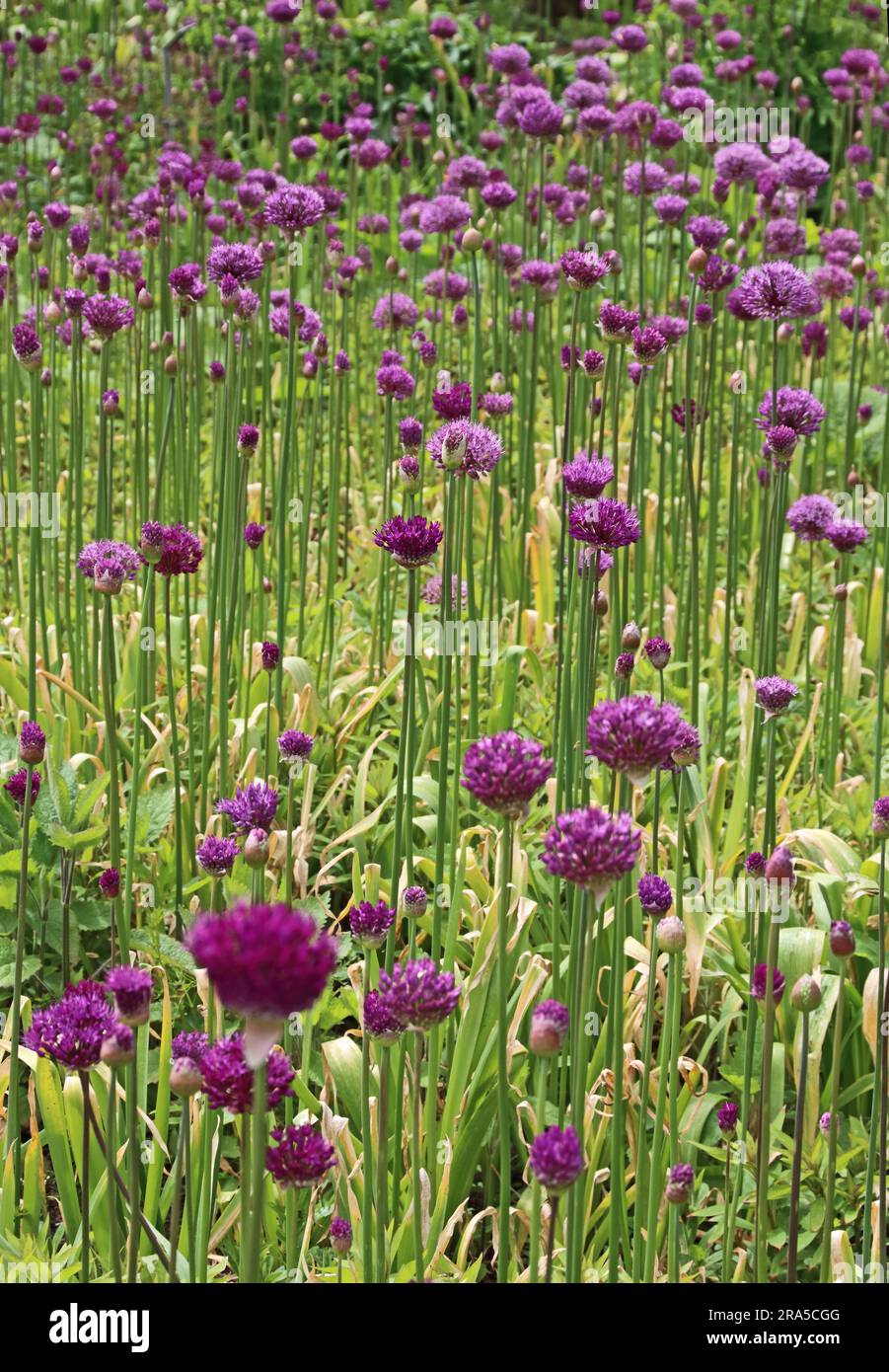 Bed of purple Alliums Stock Photo - Alamy