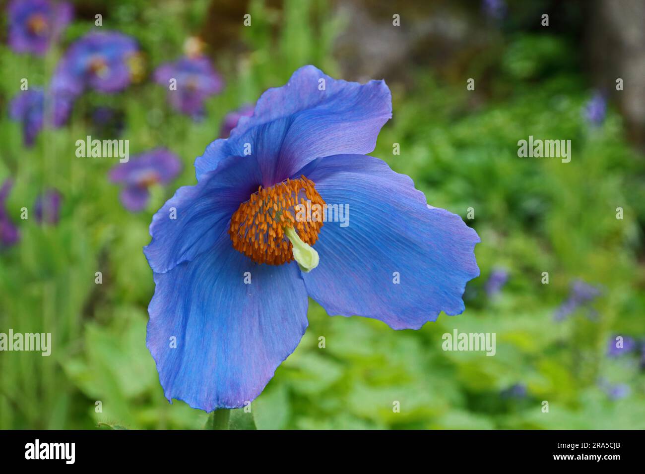 Himalayan Blue Poppy, Meconopsis Stock Photo - Alamy