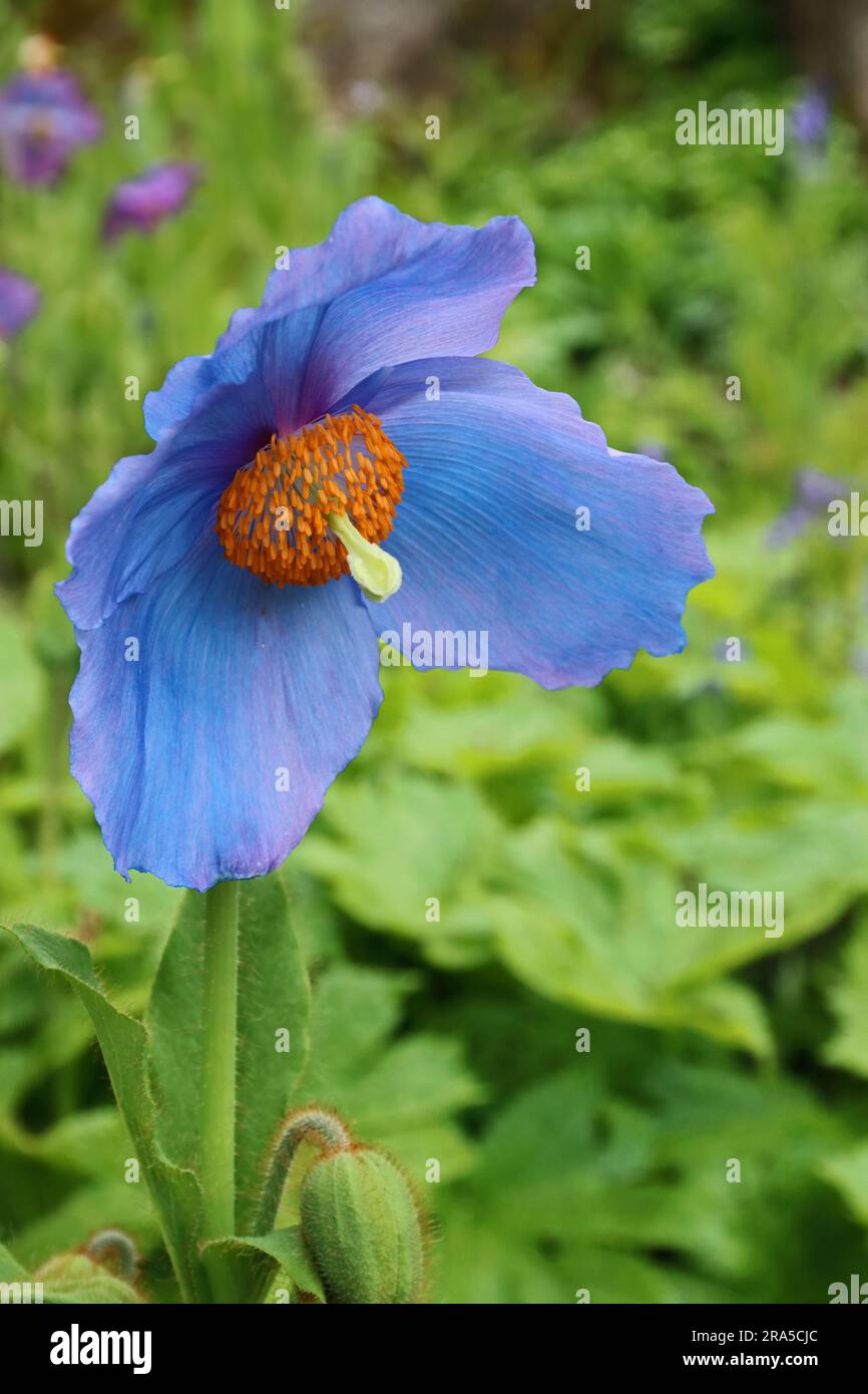 Himalayan Blue Poppy, Meconopsis Stock Photo - Alamy
