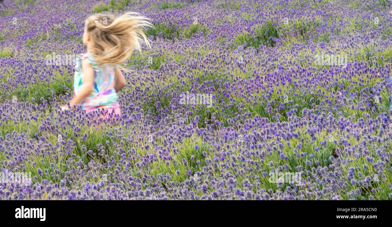 young girl running through a field of lavender, with her long hair ...