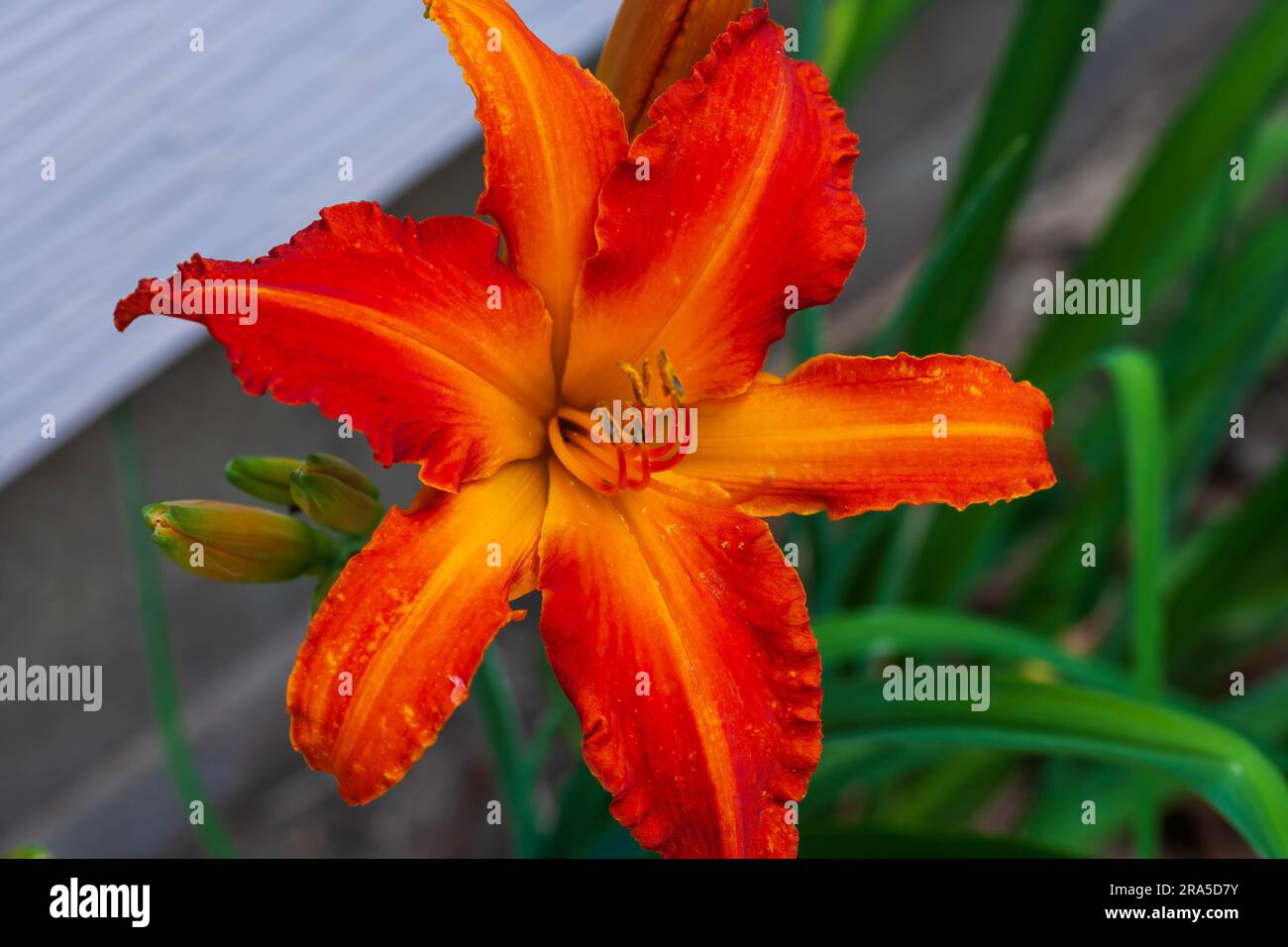 first Primal Scream lily to open of the season Stock Photo - Alamy