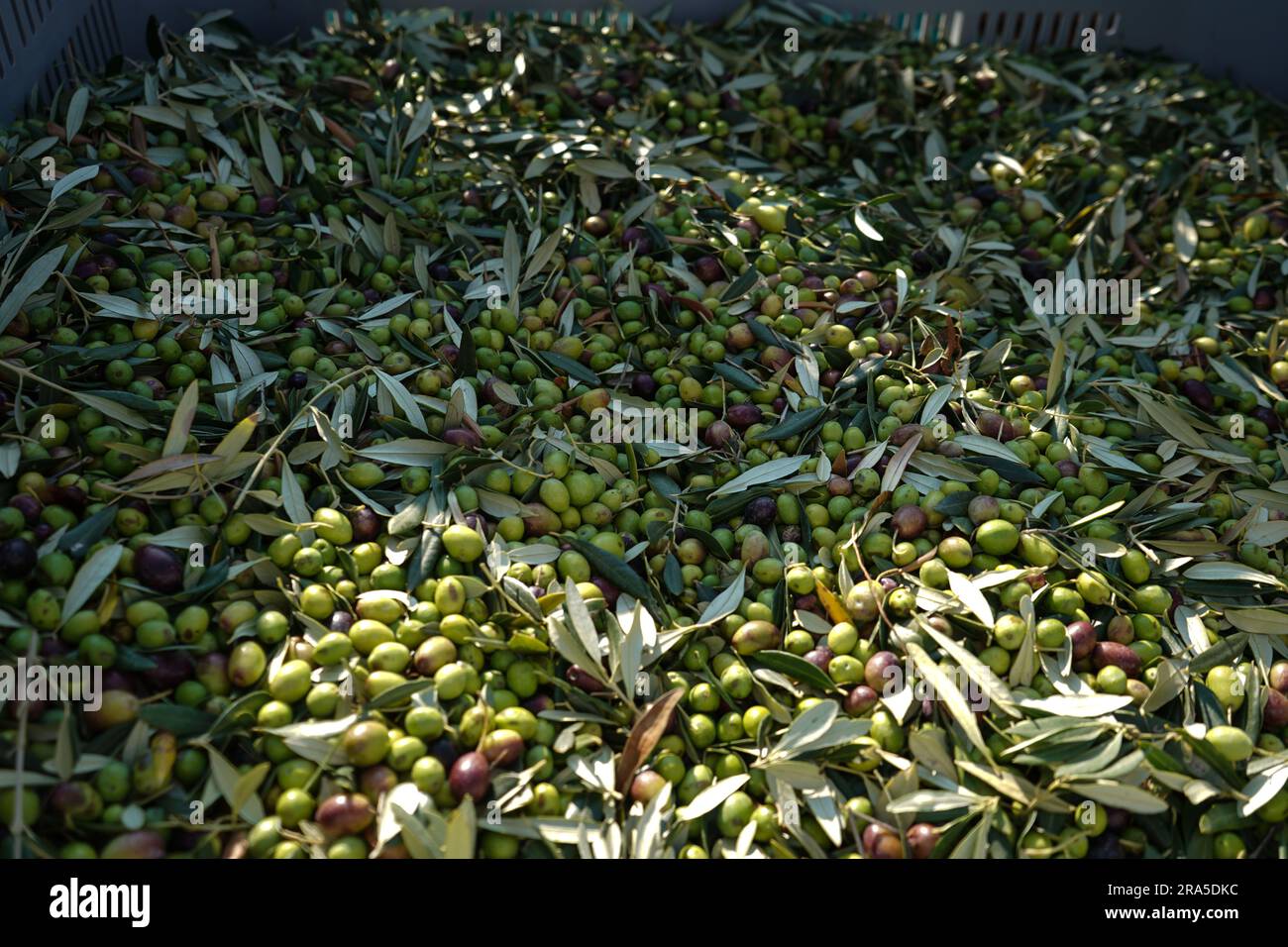 Olive harvest season, green and black fresh olives ready for olive oil ...