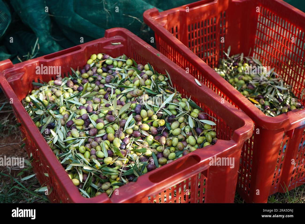 Olives in plastic box hi-res stock photography and images - Alamy