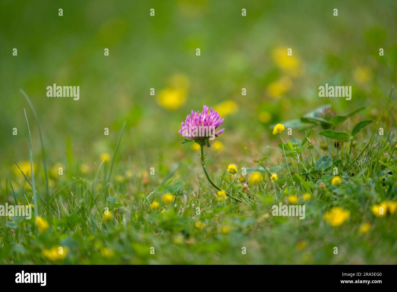 Clover nature hi-res stock photography and images - Alamy