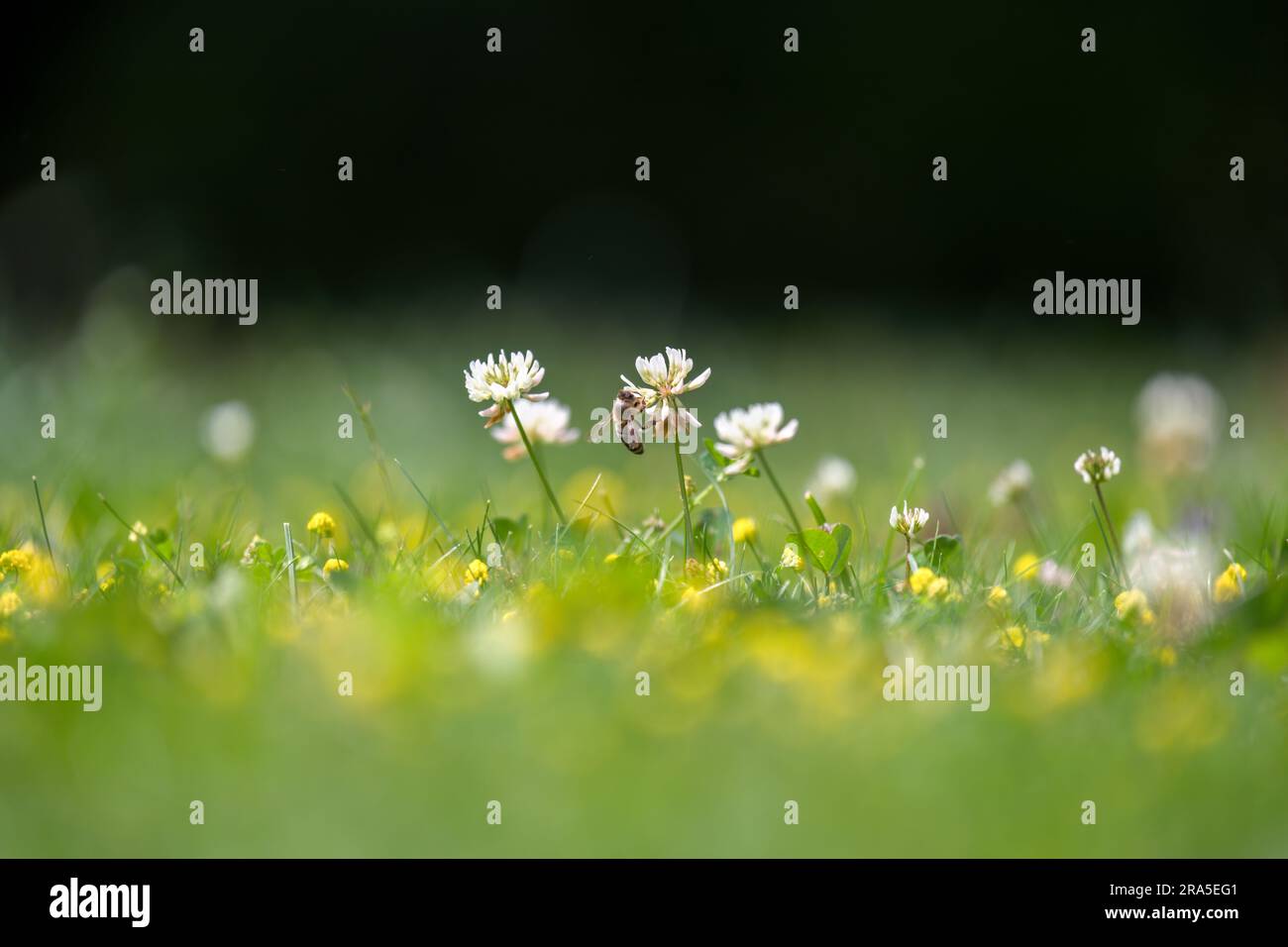 a honey bee on white clover in the sunshine Stock Photo - Alamy