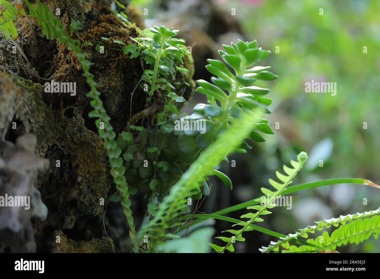 Early Morning Bonsai Flowers Trees Potted Plants Backyard Gardens Stock ...