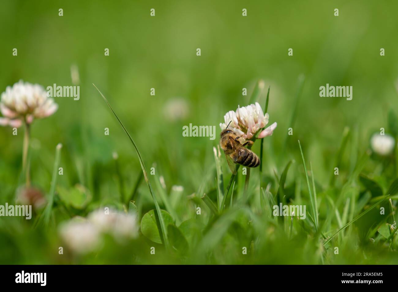 Bee in the clover hi-res stock photography and images - Alamy