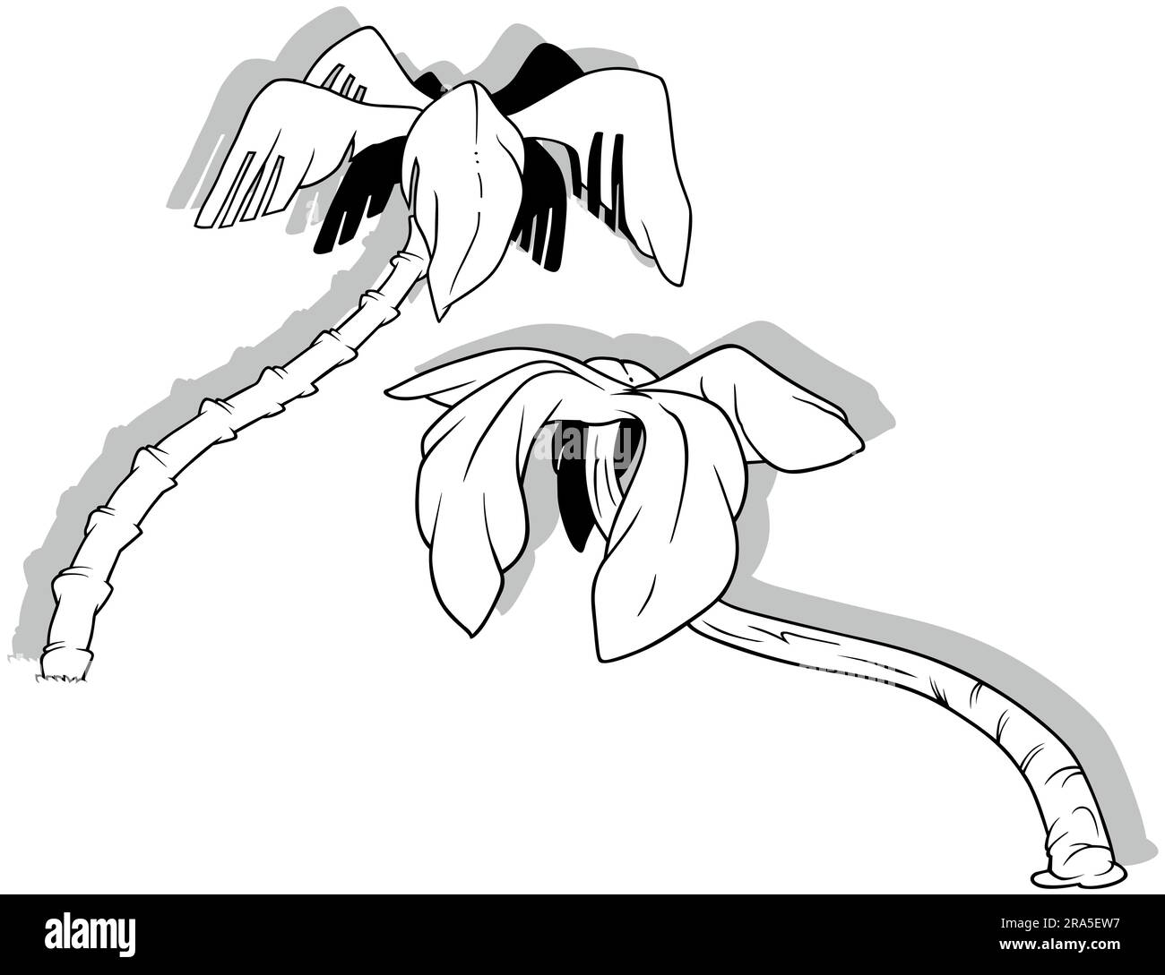 Rainforest treetop Stock Vector Images - Alamy