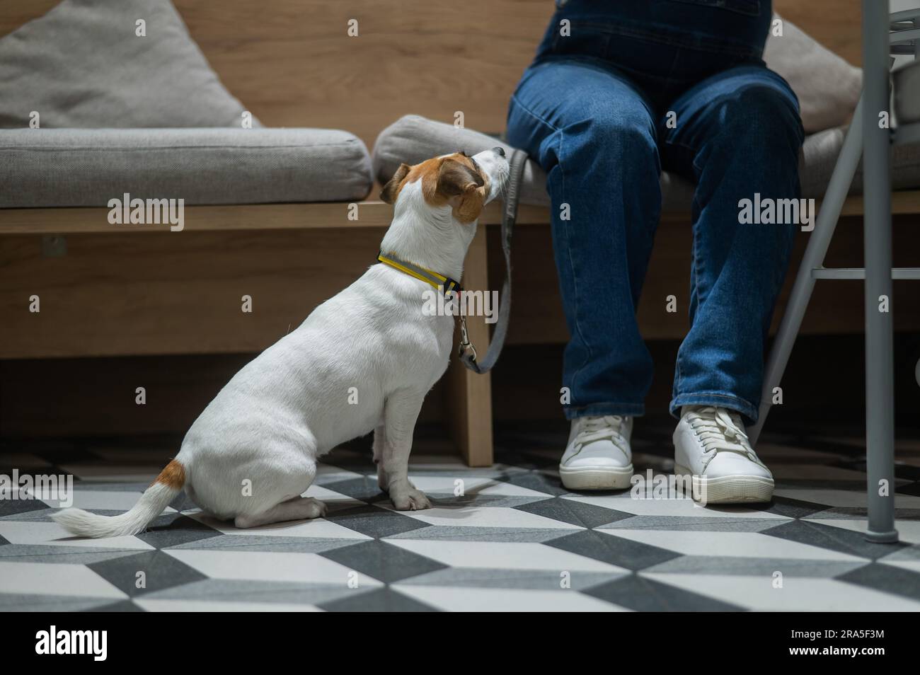 Jack Russell sits on the floor in a cafe and waits for the owner in a ...