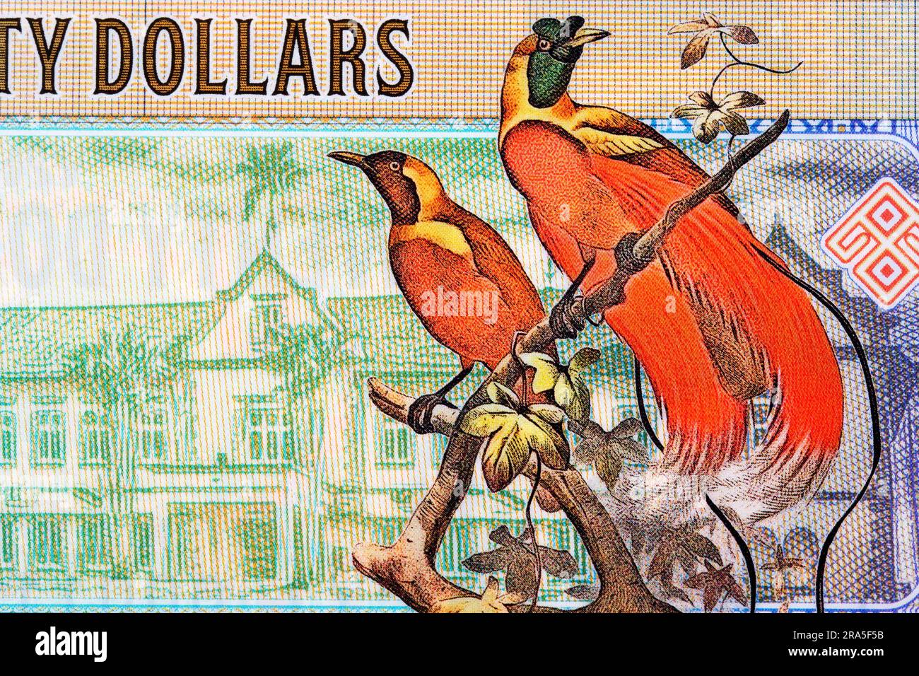 Sarawak birds a portrait from money Stock Photo - Alamy