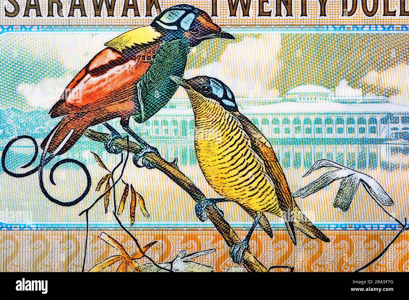 Sarawak birds a portrait from money Stock Photo - Alamy