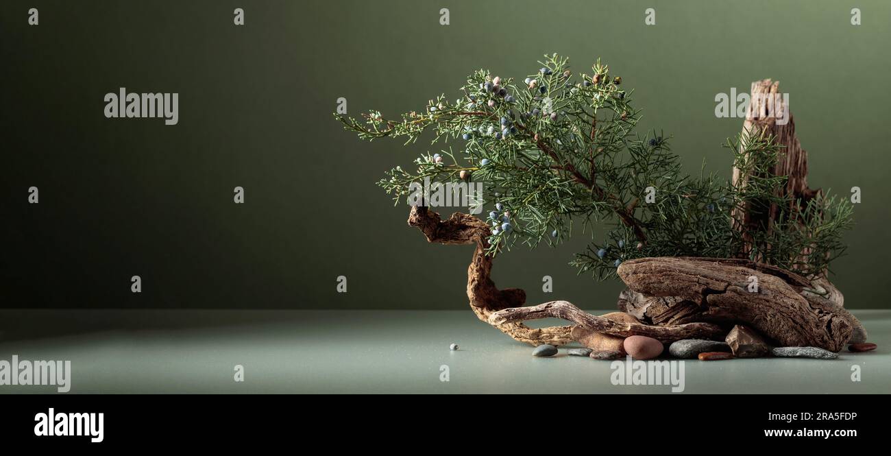 North nature scene with a composition of juniper, stones, and dry snags ...