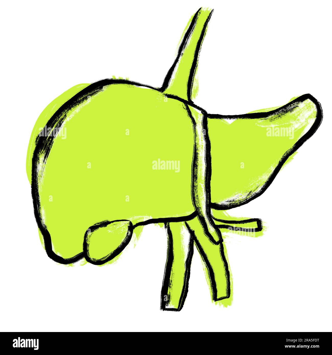 Hand drawn illustration of green liver. Medical medicine drawing sketch ...