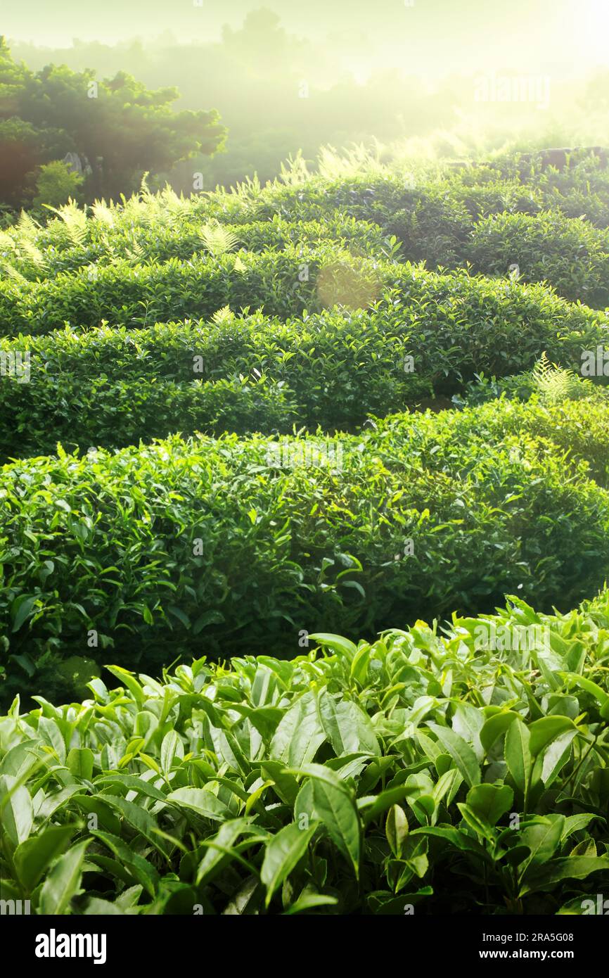 The tea plantations background , Tea plantations in morning light Stock ...
