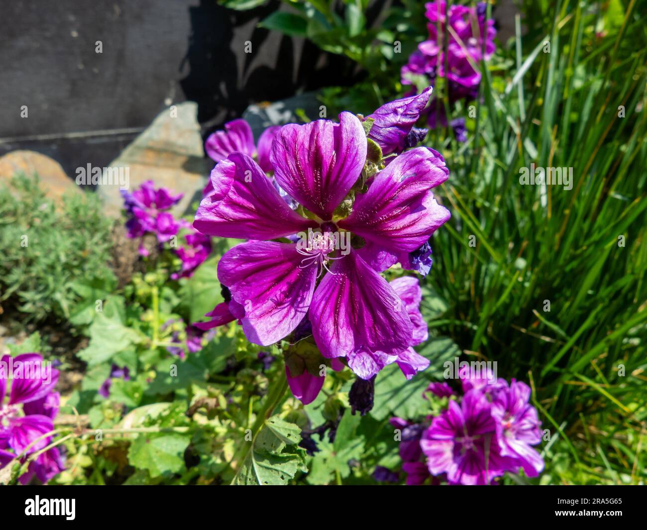purple malva flowers in the garden Stock Photo - Alamy