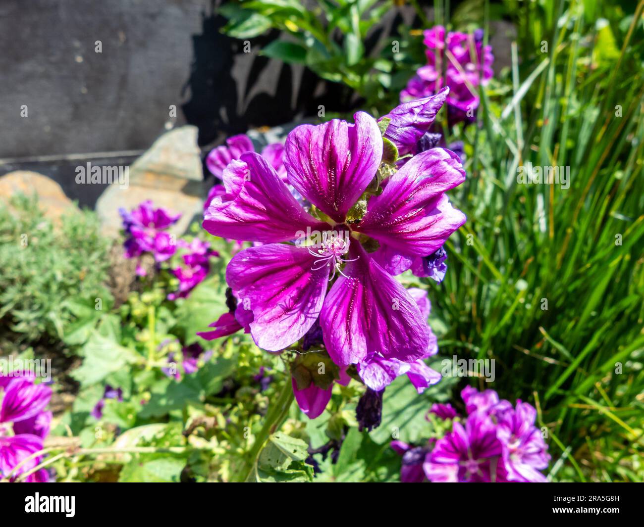 Malva flower red color in hi-res stock photography and images - Alamy