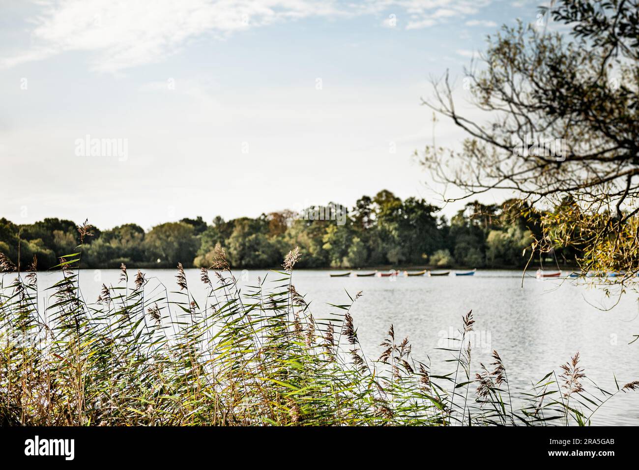 Petersfield lake rowing hi-res stock photography and images - Alamy
