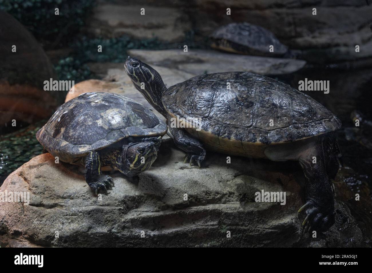 Two turtles sitting on a rock at the Brighton Sea Life Centre Stock ...