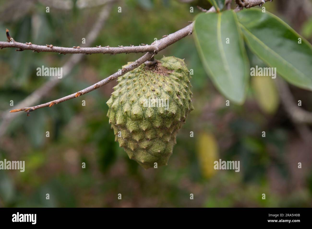 Annona muricata, soursop or graviola is a tree in the Annonaceae family ...