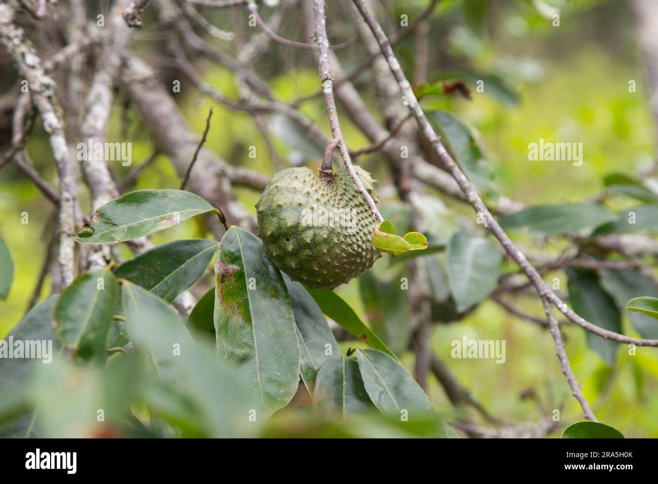 Annona muricata, soursop or graviola is a tree in the Annonaceae family ...