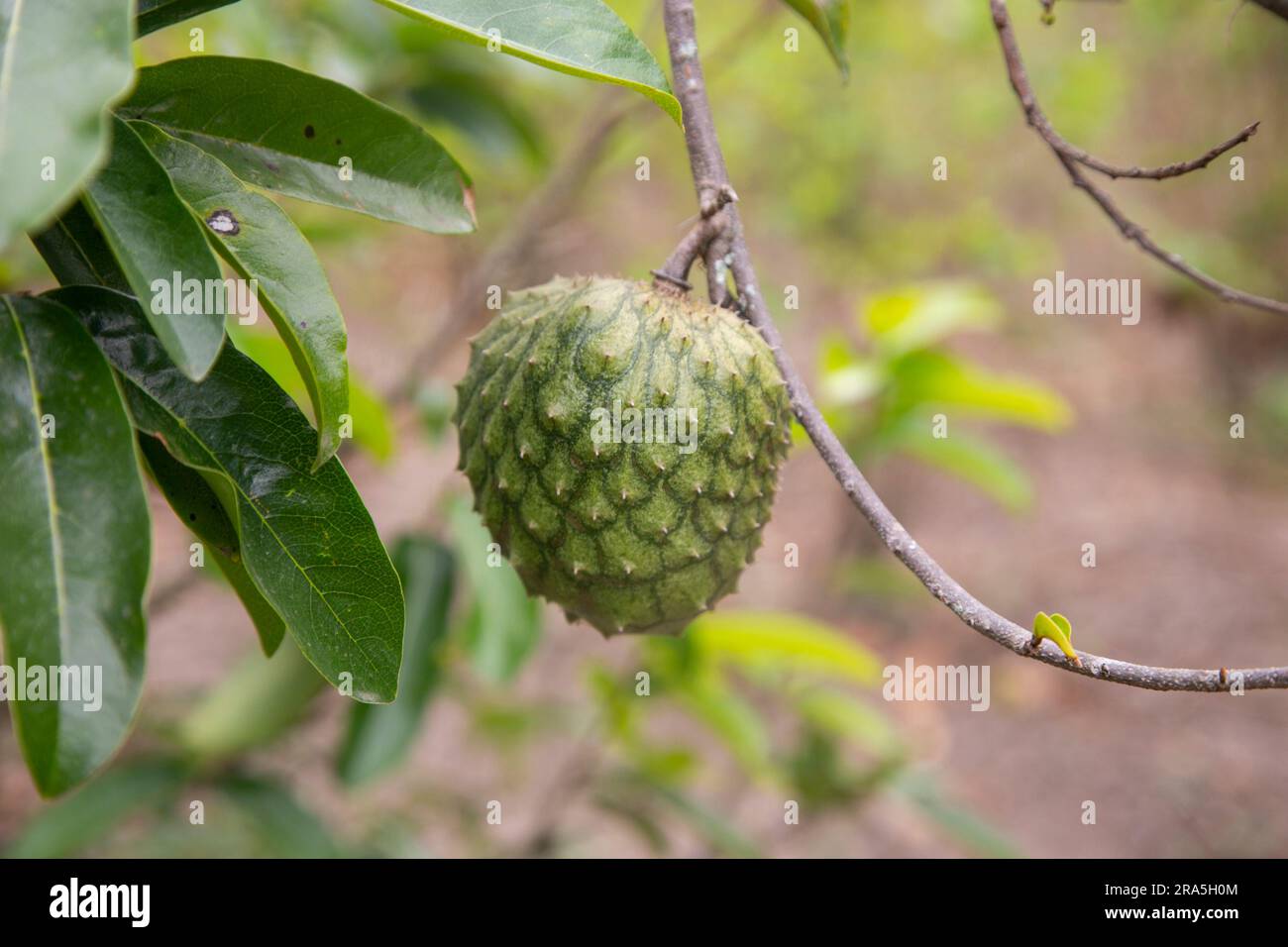 Oblong south hi-res stock photography and images - Alamy
