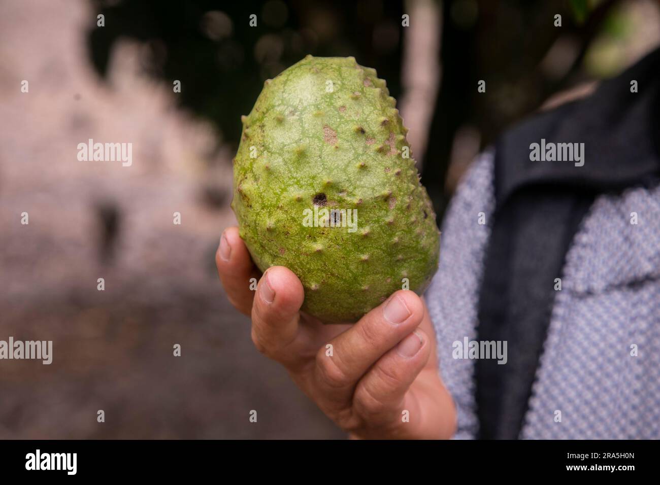 Annona muricata, soursop or graviola is a tree in the Annonaceae family ...