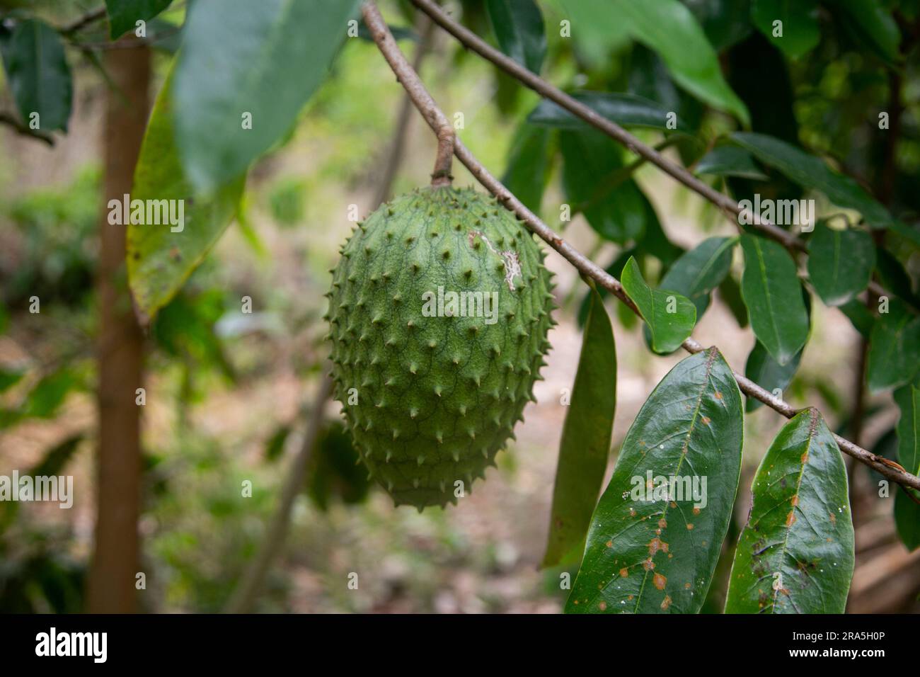 Annonaceae family hi-res stock photography and images - Alamy