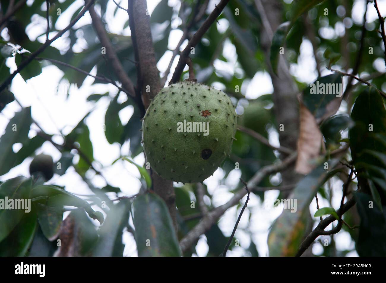 Annona muricata, soursop or graviola is a tree in the Annonaceae family ...