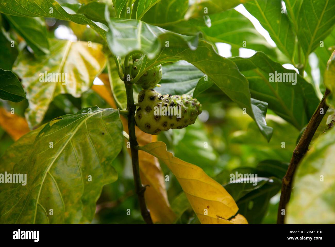 Morinda citrifolia, commonly called noni, maroon soursop, devil fruit ...