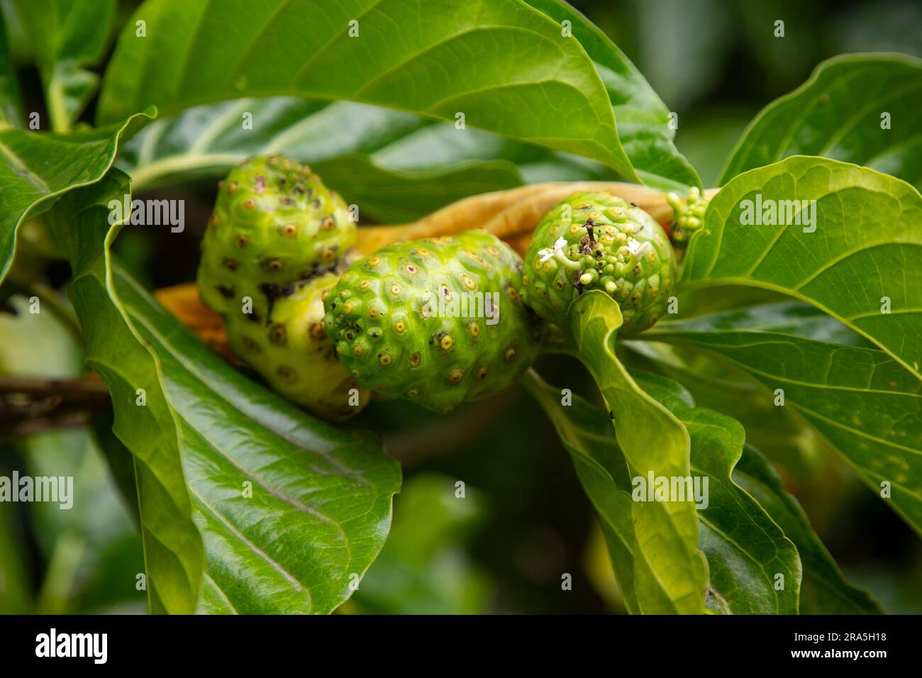 Morinda citrifolia, commonly called noni, maroon soursop, devil fruit ...