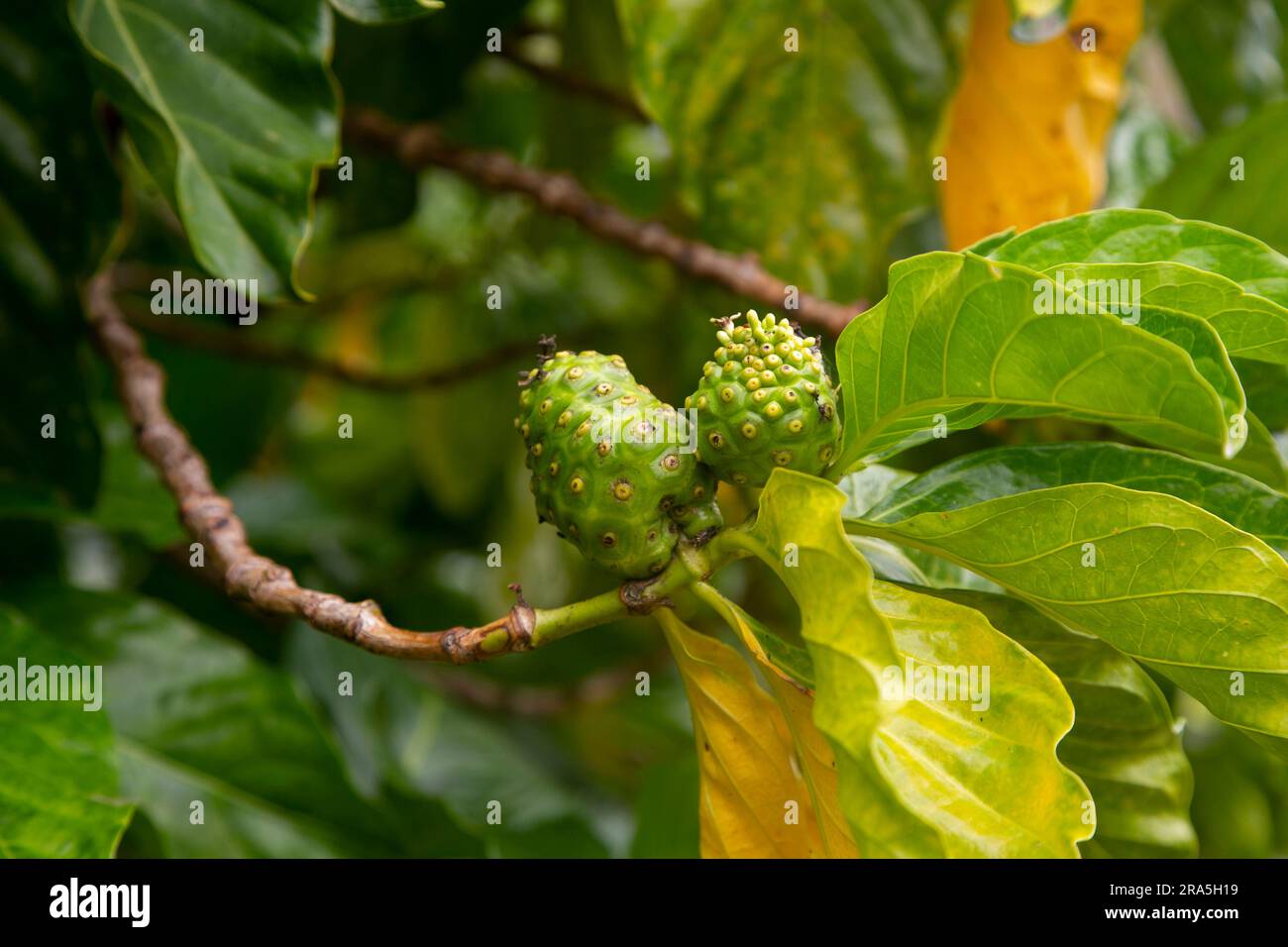 Morinda citrifolia, commonly called noni, maroon soursop, devil fruit ...
