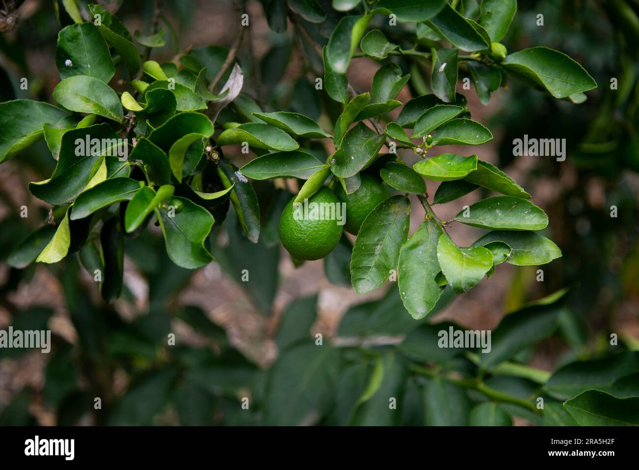 Organic lime plantation in the Peruvian jungle Stock Photo - Alamy