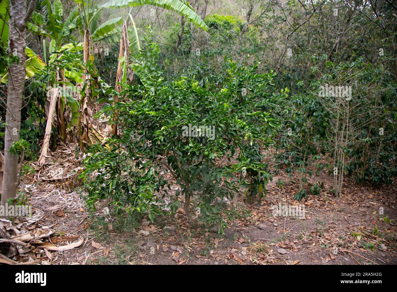 Organic lime plantation in the Peruvian jungle Stock Photo - Alamy