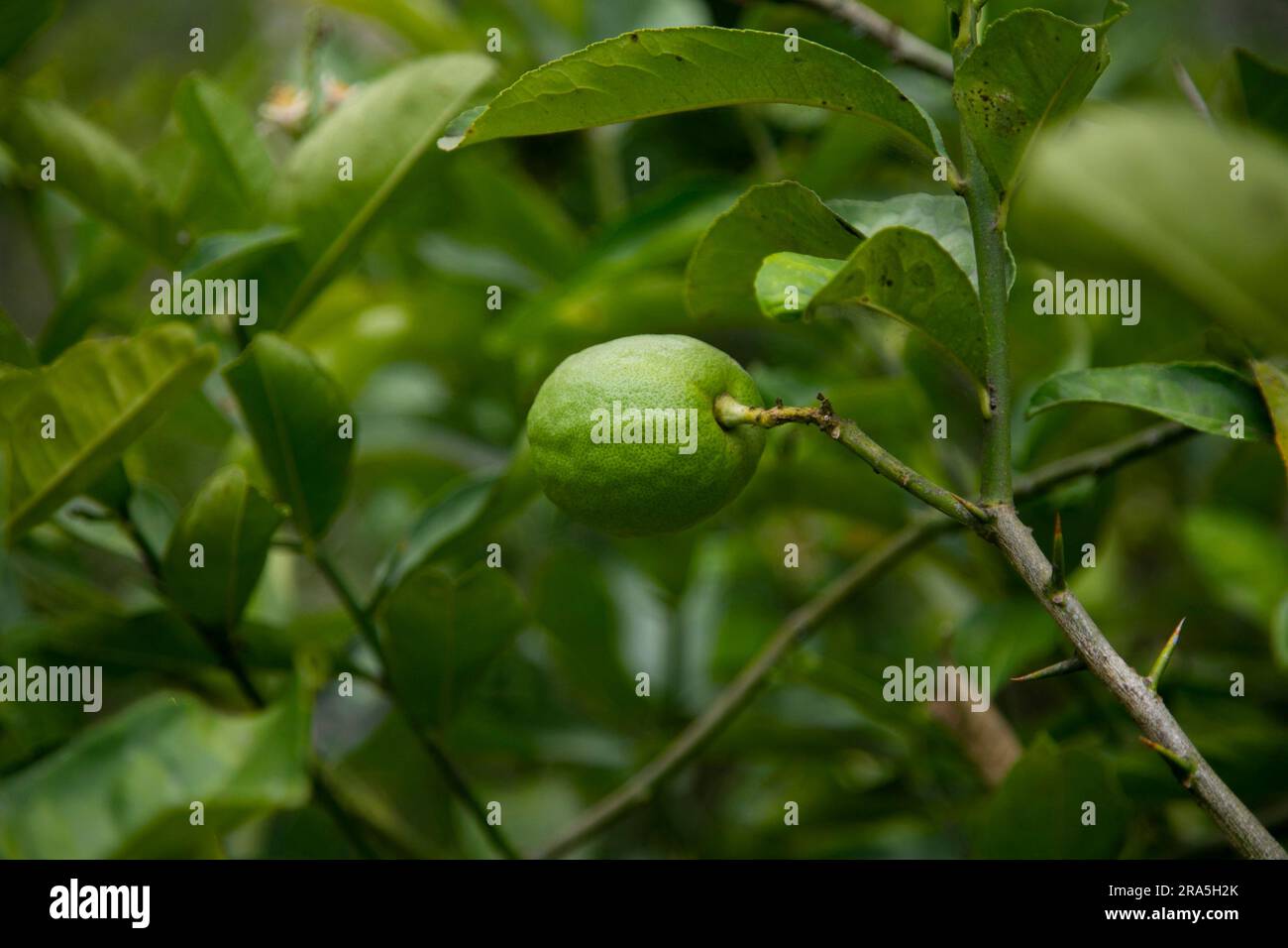 Organic lime plantation in the Peruvian jungle Stock Photo - Alamy