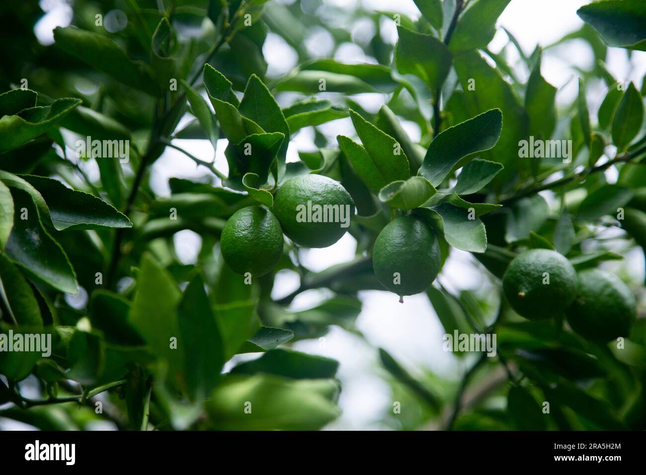 Organic lime plantation in the Peruvian jungle Stock Photo - Alamy