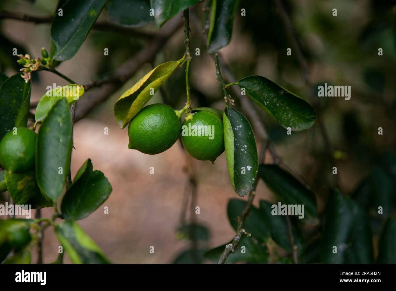 Organic lime plantation in the Peruvian jungle Stock Photo - Alamy