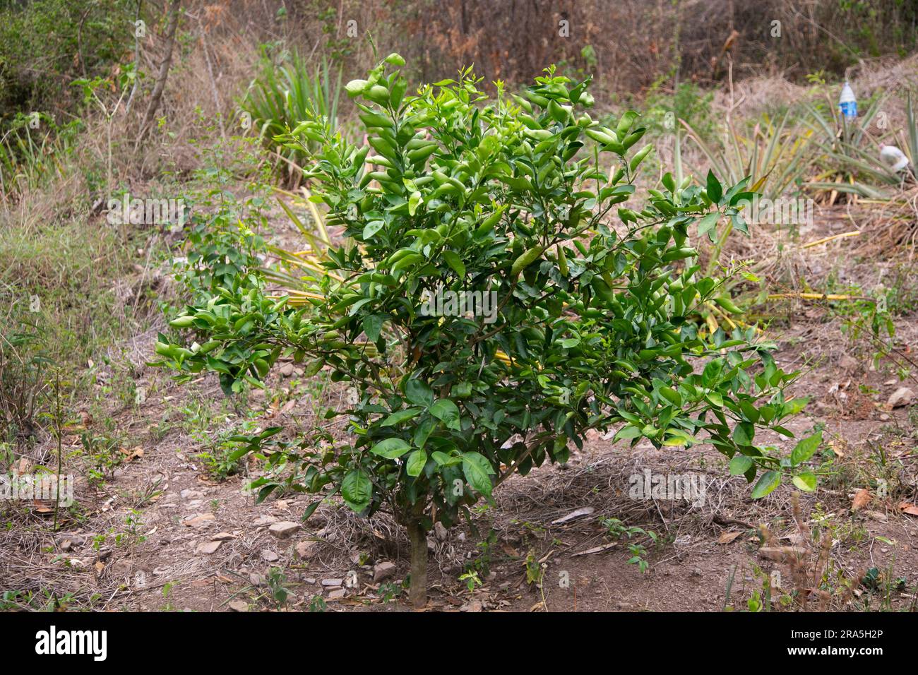 Organic lime plantation in the Peruvian jungle Stock Photo - Alamy