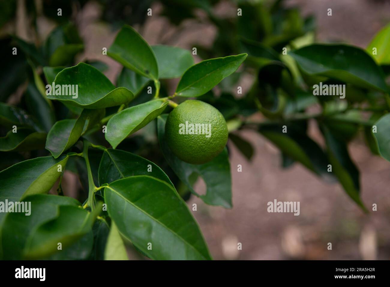 Organic lime plantation in the Peruvian jungle Stock Photo - Alamy