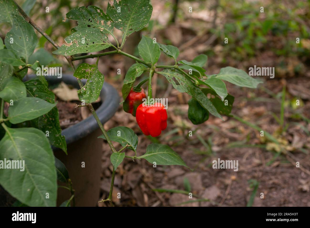 The Rocoto Red is the famous Black Seed Pepper of the Andes. It is a ...