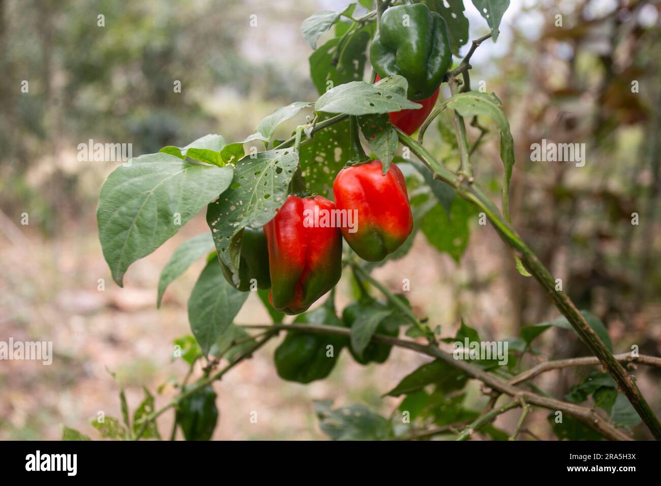 The Rocoto Red is the famous Black Seed Pepper of the Andes. It is a ...