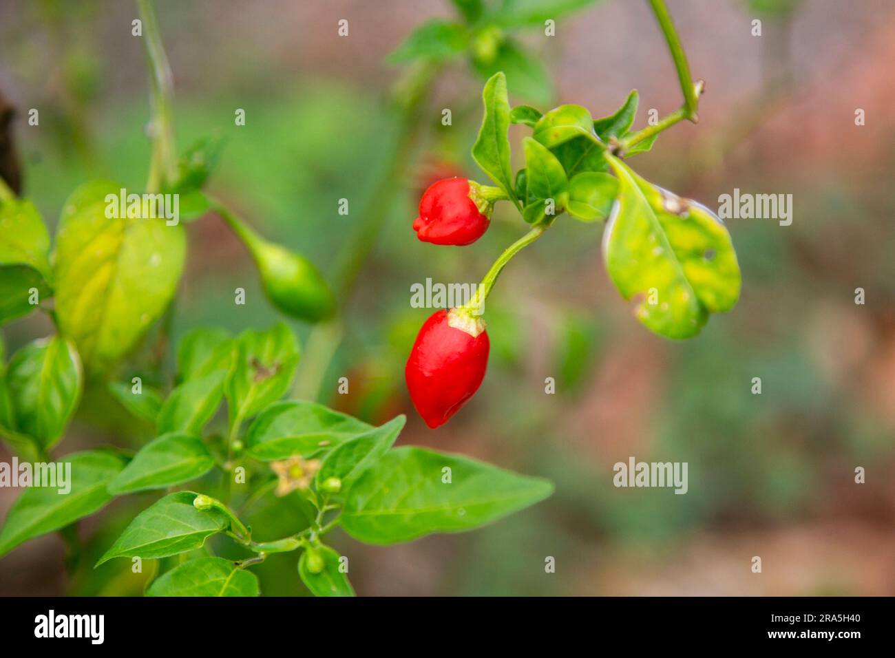 The Rocoto Red is the famous Black Seed Pepper of the Andes. It is a ...