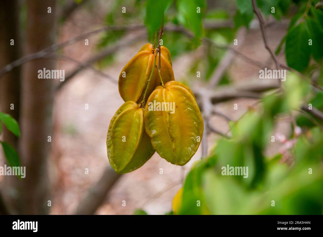 Asterisa or star fruit is the fruit of the averrhoa carambola tree ...