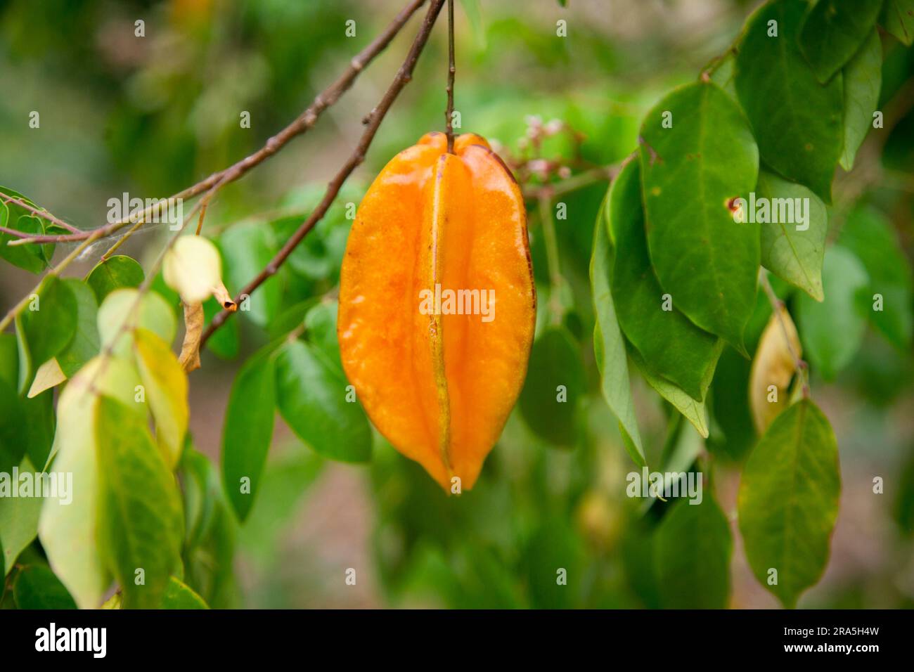 Asterisa or star fruit is the fruit of the averrhoa carambola tree ...