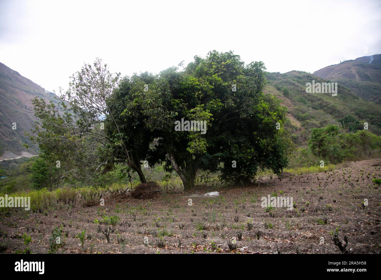 Mango in tree plantation fruit hi-res stock photography and images - Alamy