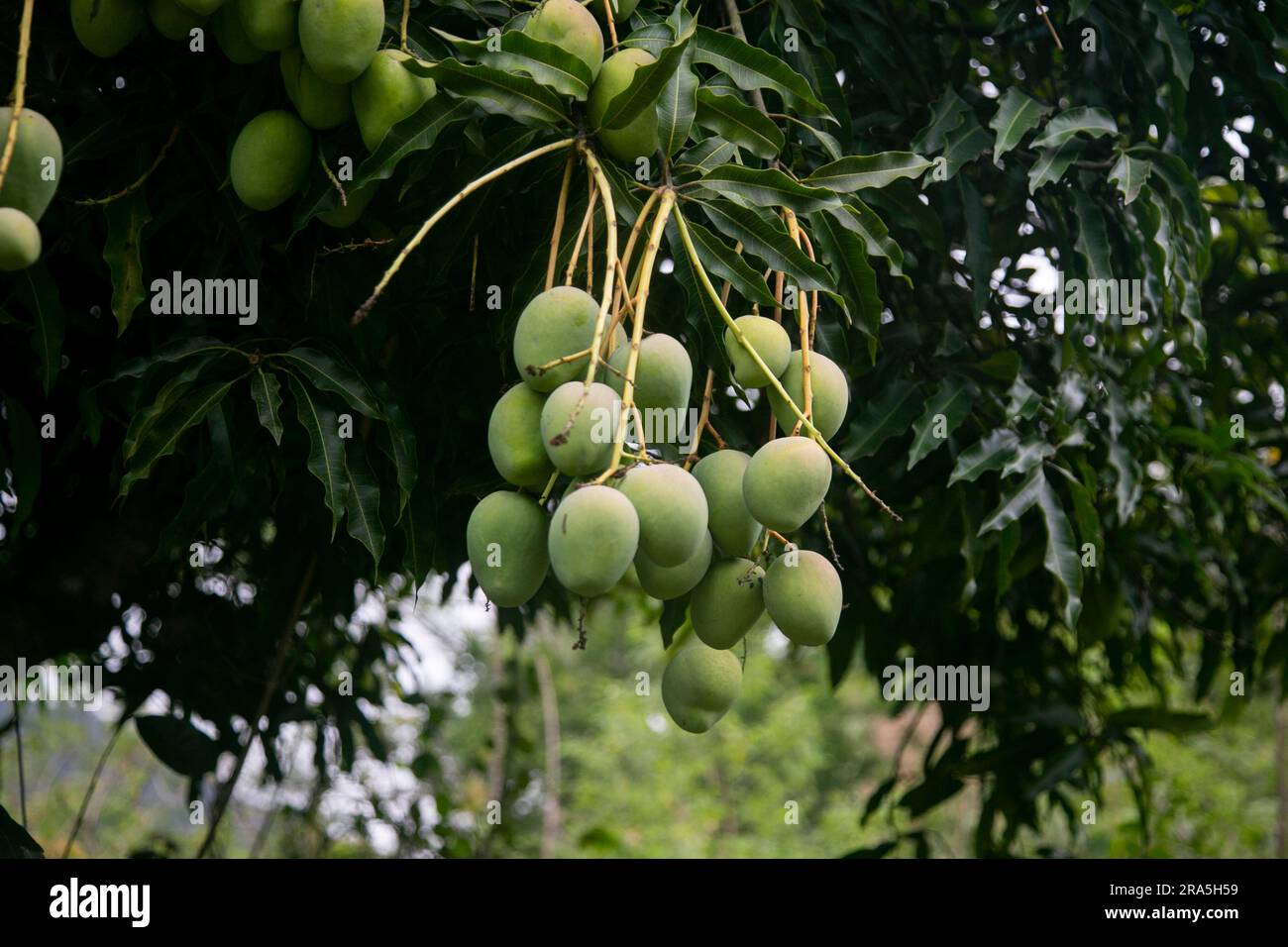 Organic mango plantation in the Peruvian jungle Stock Photo - Alamy
